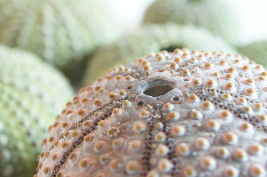 Seeigelskelett Bilder – Durchsuchen 269 Archivfotos, Vektorgrafiken und ...