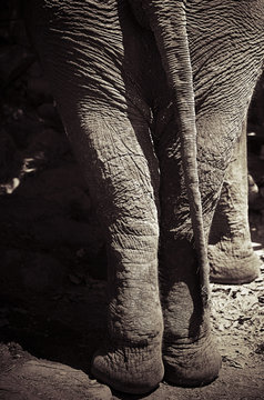 "Elephant Legs" Images – Browse 141 Stock Photos, Vectors, and Video ...