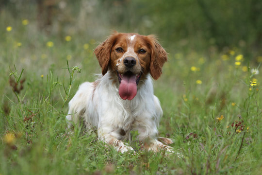 Haleter bilder – Bläddra bland 140 stockfoton, vektorer och videor ...