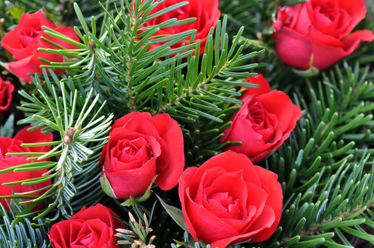 "Rote Rosen" Images – Browse 1,777 Stock Photos, Vectors, and Video ...