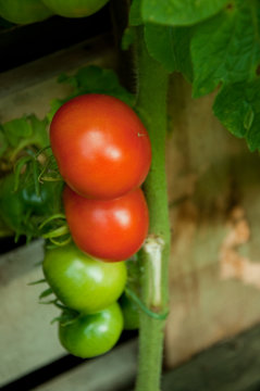 Rispen-Tomaten Images – Browse 27 Stock Photos, Vectors, and Video ...