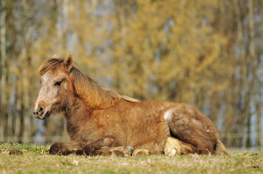 รูปภาพToison – เลือกดูภาพถ่ายสต็อก เวกเตอร์ และวิดีโอ378 | Adobe Stock
