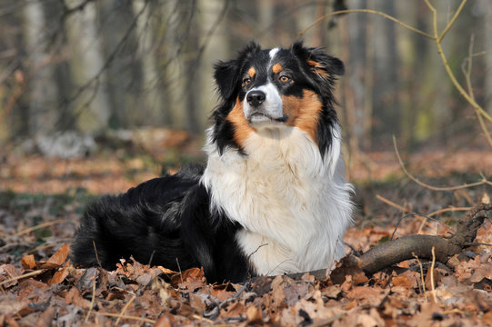 รูปภาพHaushund – เลือกดูภาพถ่ายสต็อก เวกเตอร์ และวิดีโอ5,592 | Adobe Stock