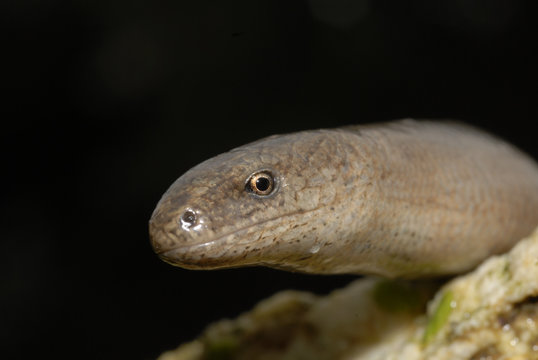 Orvet bilder – Bläddra bland 124 stockfoton, vektorer och videor ...