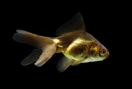 รูปภาพSchleierschwanz – เลือกดูภาพถ่ายสต็อก เวกเตอร์ และวิดีโอ223 ...