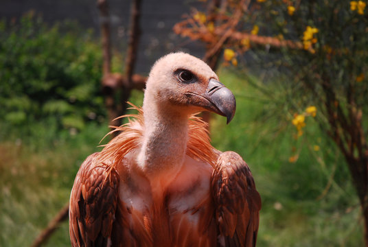 「Aasgeier」の画像 - 265 件の Stock 写真、ベクターおよびビデオ | Adobe Stock