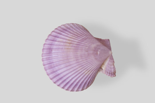 Chlamys Images – Browse 351 Stock Photos, Vectors, and Video | Adobe Stock