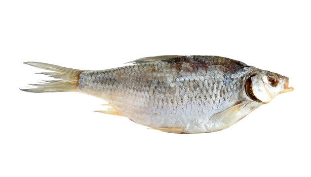 Wobla Images – Browse 57 Stock Photos, Vectors, and Video | Adobe Stock