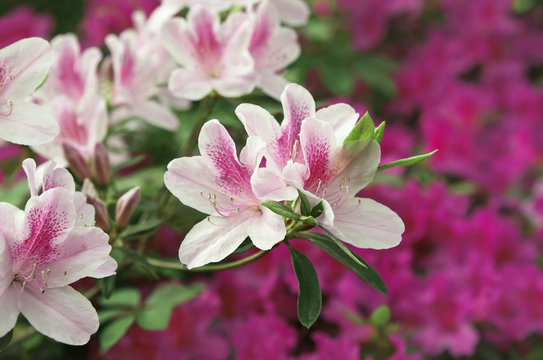 Azalea bilder – Bläddra bland 78,748 stockfoton, vektorer och videor ...
