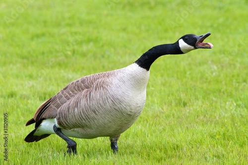 "Hissing Canada Goose" Stock photo and royalty-free images on Fotolia ...