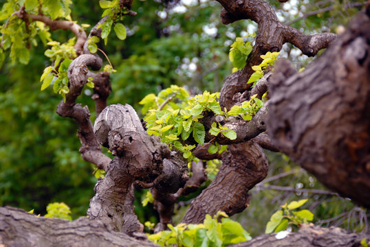 Nodulous Images – Browse 14 Stock Photos, Vectors, and Video | Adobe Stock