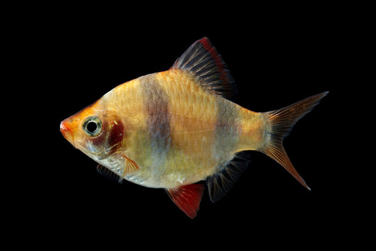 รูปภาพ"Sumatra Barb" – เลือกดูภาพถ่ายสต็อก เวกเตอร์ และวิดีโอ529 ...