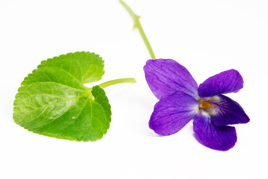 Duftveilchen bilder – Bläddra bland 237 stockfoton, vektorer och videor ...