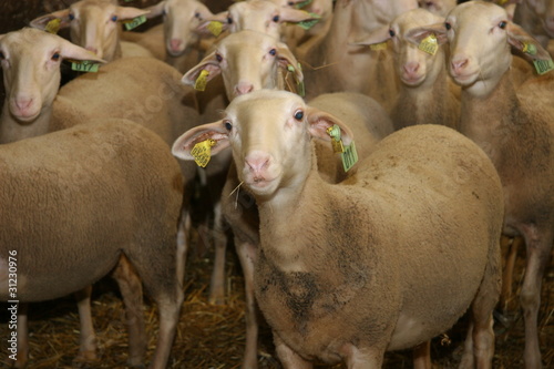 "Brebis lacaune en Aveyron en bergerie" photo libre de droits sur la ...