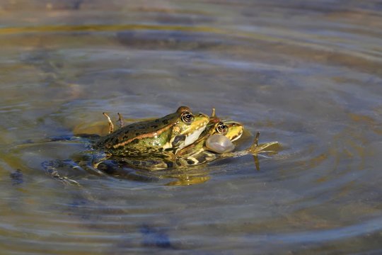 "Animal Aquatique" Images – Browse 145 Stock Photos, Vectors, and Video ...