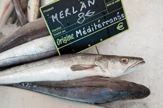 Afbeeldingen over Merlan – Blader in stockfoto's, vectoren en video's ...
