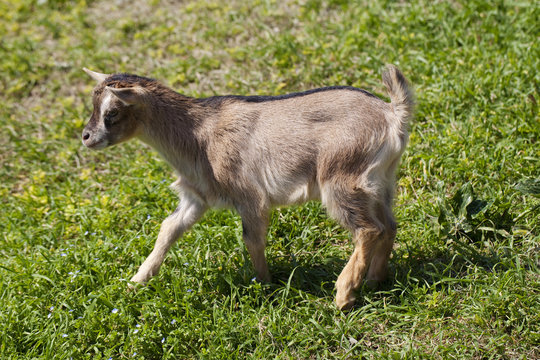 รูปภาพMammella – เลือกดูภาพถ่ายสต็อก เวกเตอร์ และวิดีโอ244 | Adobe Stock