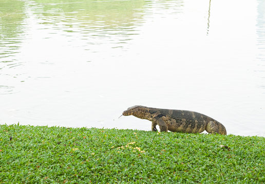 Zool Images – Browse 38 Stock Photos, Vectors, and Video | Adobe Stock