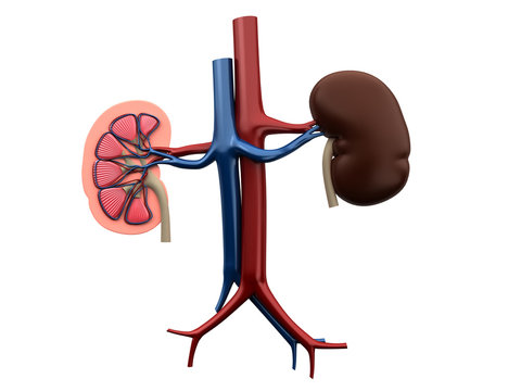 Nieren Bilder – Durchsuchen 145,423 Archivfotos, Vektorgrafiken und ...