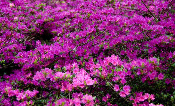 Azalea Bilder – Durchsuchen 67,835 Archivfotos, Vektorgrafiken und ...