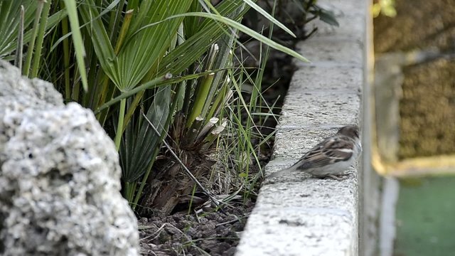 Passerotto Images – Browse 329 Stock Photos, Vectors, and Video | Adobe ...