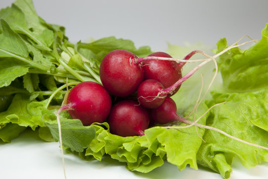 Turp 画像 - 参照 384 Stock 写真、ベクターおよびビデオ | Adobe Stock