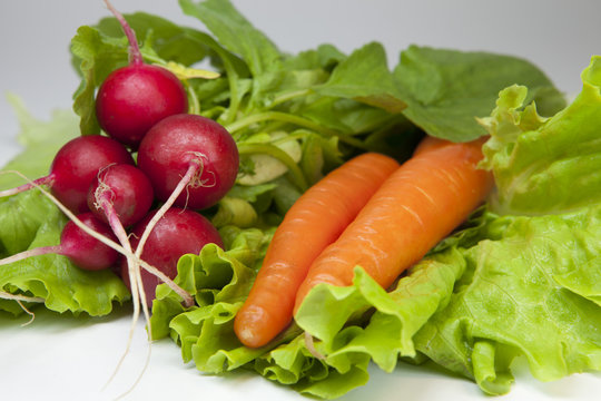 Turp 画像 - 参照 384 Stock 写真、ベクターおよびビデオ | Adobe Stock