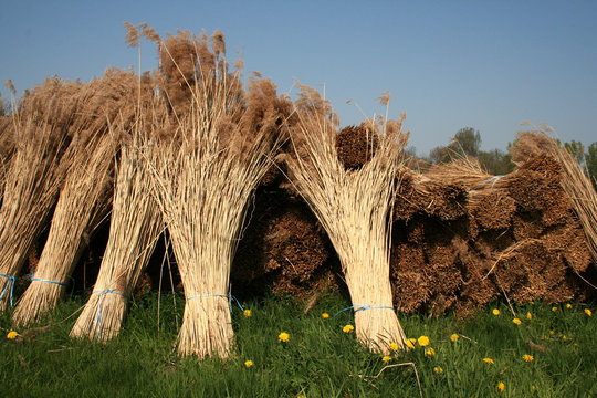 Reet Bilder – Durchsuchen 39,864 Archivfotos, Vektorgrafiken und Videos ...