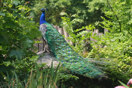 Pfau bilder – Bläddra bland 8,859 stockfoton, vektorer och videor ...