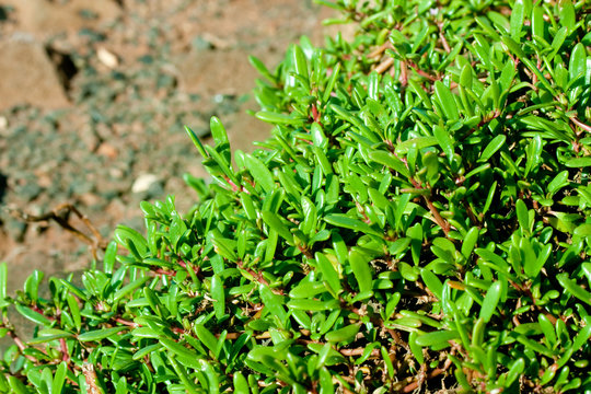 Pickleweed bilder – Bläddra bland 298 stockfoton, vektorer och videor ...