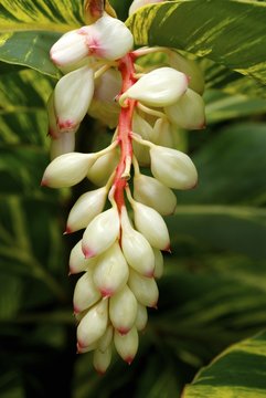 รูปภาพAlpinia – เลือกดูภาพถ่ายสต็อก เวกเตอร์ และวิดีโอ2,939 | Adobe Stock