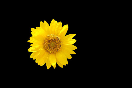 Sooryakanthi Images – Browse 44 Stock Photos, Vectors, and Video ...