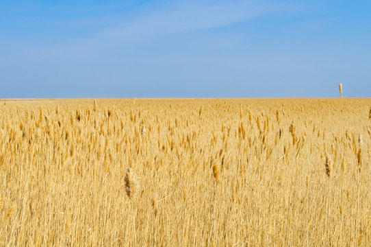 Reed Field Images – Browse 129,419 Stock Photos, Vectors, and Video ...