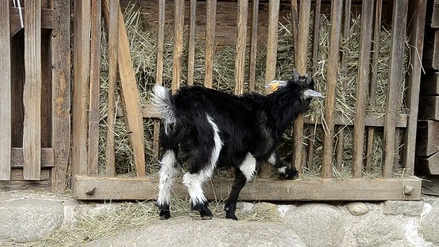 Capretta Imagens – Procure 560 fotos, vetores e vídeos | Adobe Stock