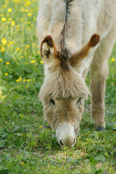 「Bourrique」の画像 - 273 件の Stock 写真、ベクターおよびビデオ | Adobe Stock