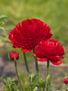 Jaskry Images – Browse 51 Stock Photos, Vectors, and Video | Adobe Stock