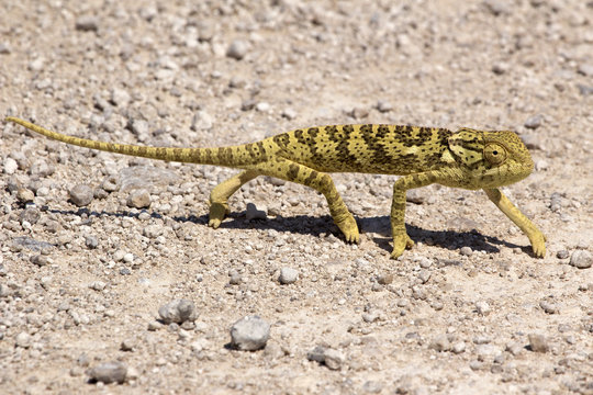 Camelion-Bilder: Stock-Fotos & -Videos. | Adobe Stock