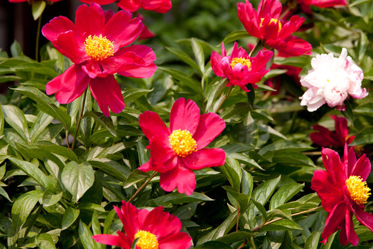 "Common Peony" Immagini - Sfoglia 5,377 foto, vettoriali e video Stock ...