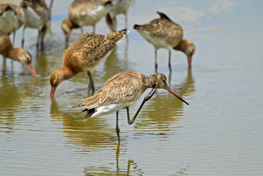 รูปภาพLimicole – เลือกดูภาพถ่ายสต็อก เวกเตอร์ และวิดีโอ2,326 | Adobe Stock