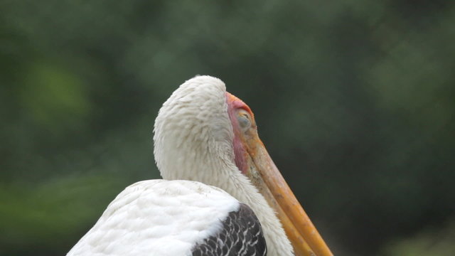 Imágenes de Marabou: descubre bancos de fotos, ilustraciones, vectores ...