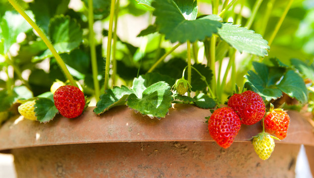 Fraisier Images – Parcourir 1,937 le catalogue de photos, vecteurs et ...