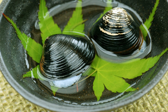 「しじみ貝」の画像 - 2,304 件の Stock 写真、ベクターおよびビデオ | Adobe Stock