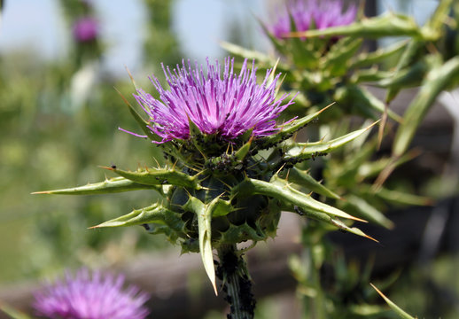 Imagens de Cardo – Explore Fotografias do Stock, Vetores e Vídeos de ...