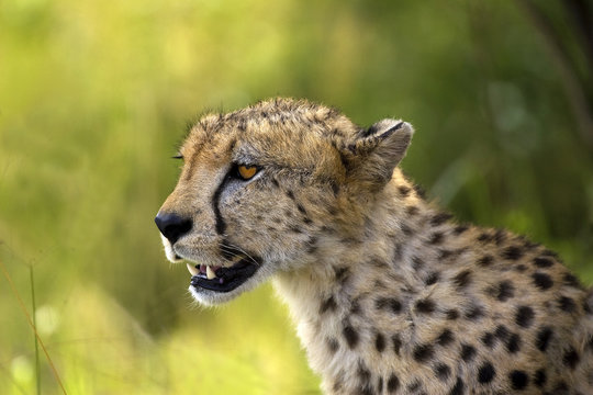 Ghepard Images – Browse 9 Stock Photos, Vectors, and Video | Adobe Stock