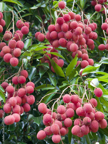 "litchi, letchi, litchis, letchis, letchee, letchees, litchee" photo ...