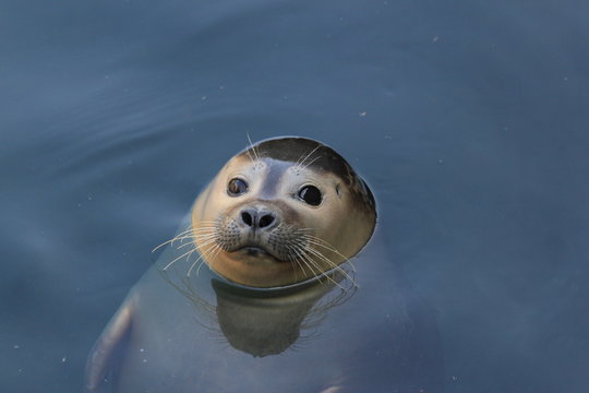 Seerobbe - Images et vidéos libres de droits | Adobe Stock