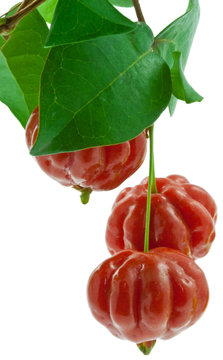 Rousaille bilder – Bläddra bland 13 stockfoton, vektorer och videor ...