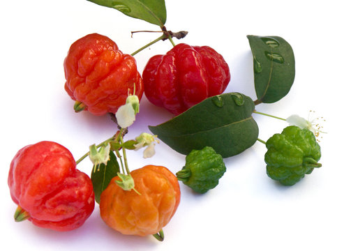 Rousaille Images – Browse 13 Stock Photos, Vectors, and Video | Adobe Stock