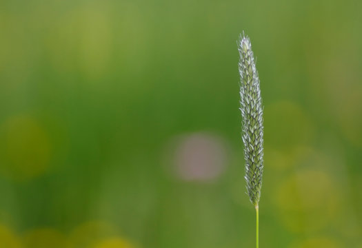 Graspollen Bilder – Durchsuchen 5,326 Archivfotos, Vektorgrafiken und ...