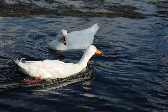 Ochette Images – Browse 20 Stock Photos, Vectors, and Video | Adobe Stock